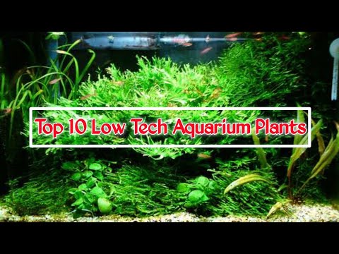 Top 10 low tech aquarium plants.