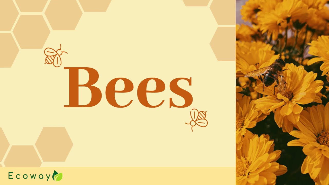BEES - An Education PowerPoint Presentation