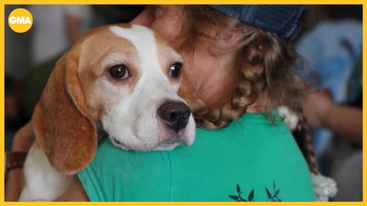 1,500 beagles rescued from research facility