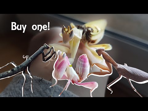 Where to buy a Praying Mantis! | Pet Praying Mantis
