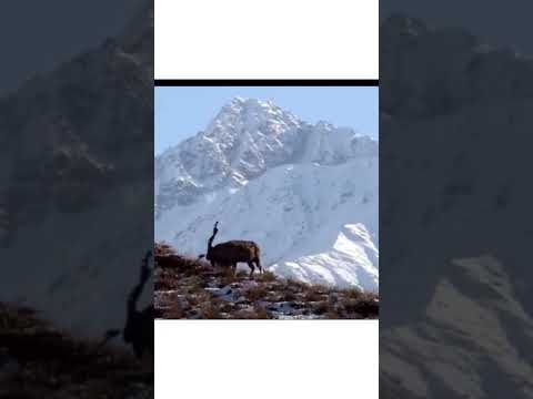 Markhor in pakistan