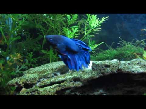 Betta / Siamese Fighting Fish Care, Info and Advice
