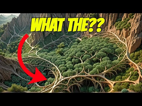 CRAZY Science Behind Nature's Designs