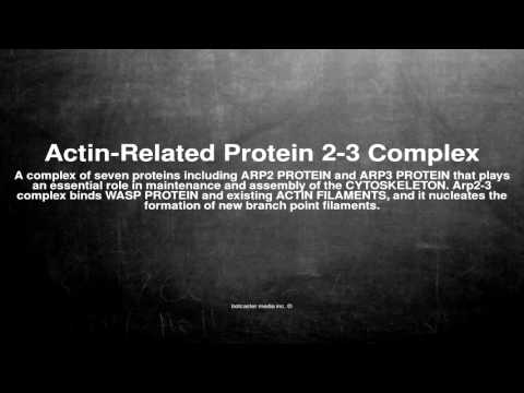 Medical vocabulary: What does Actin-Related Protein 2-3 Complex mean