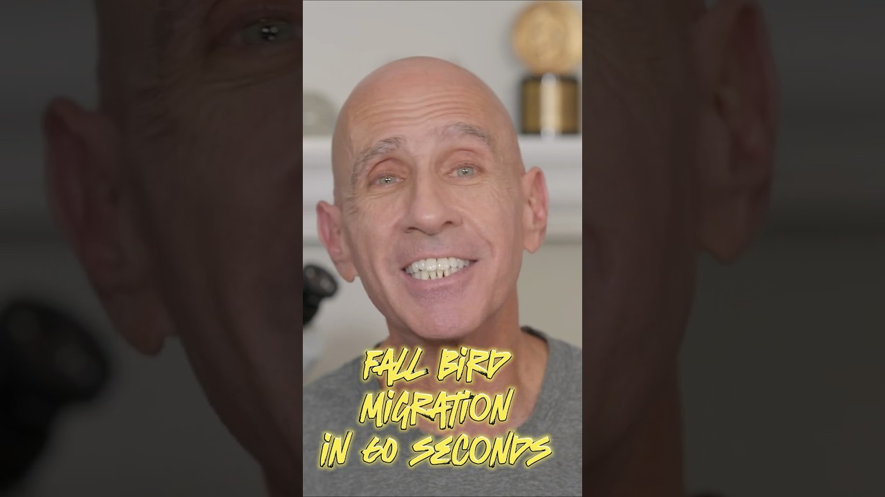 60 Seconds of Bird Migrations