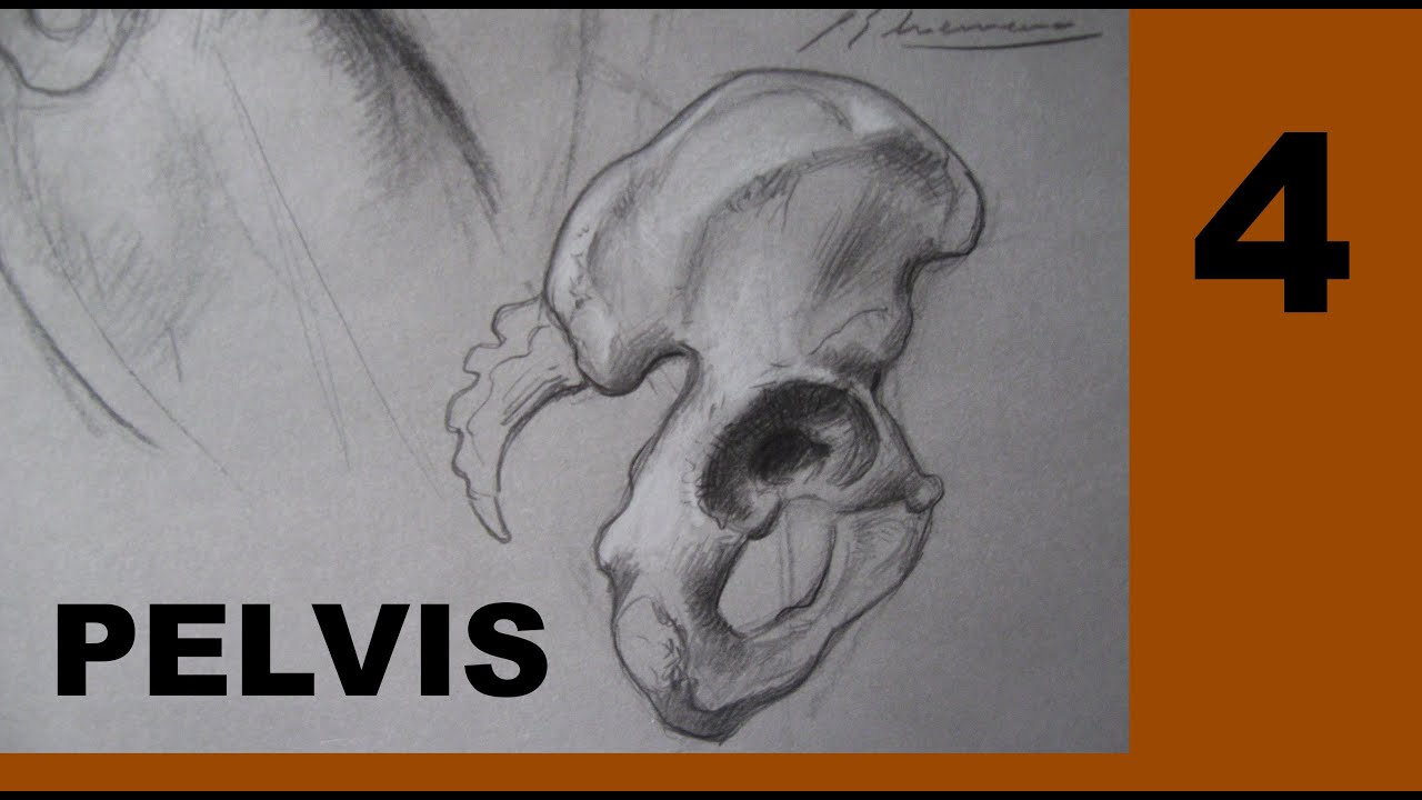 MIGUEL ÁNGEL ANATOMIZADO PELVIS 4