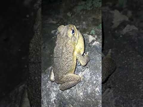 ???? AMAZING SOUND OF HAWAIIAN ???? FROG || TOAD