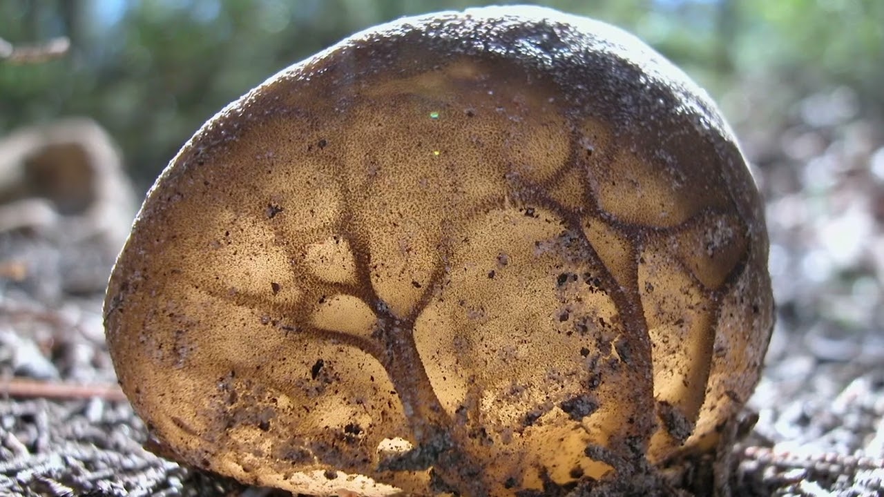 The Stengl Lost Pines Biological Station