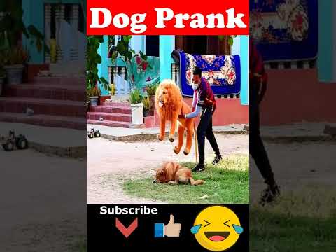 😂😅 Fake Lion Prank Dog How they Reaction , Funny Can't Stop Laugh 🤣
