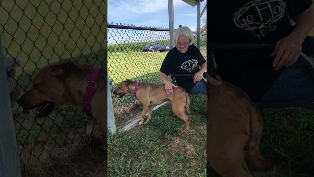 Australian Cattle Dog/Hound Mix Titan Needs A Home!