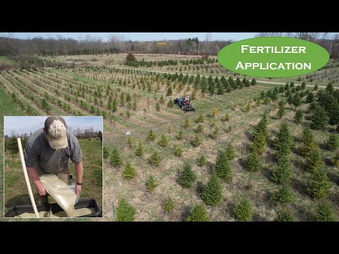 Ep4 Applying Fertilizer to Our Canaan Fir Field using a Drop Spreader