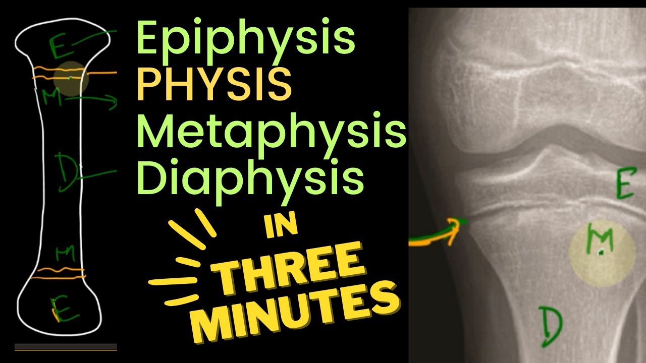 Physis, Epiphysis, Metaphysis and Diaphysis 🦴 | in 3 MINUTES!