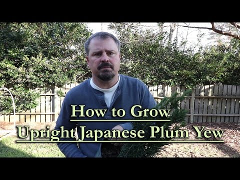How to grow Upright Japanese Plum Yew (Beautiful Evergreen Conifer)