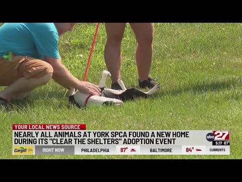 York SPCA helps 100+ animals find new homes during adoption event