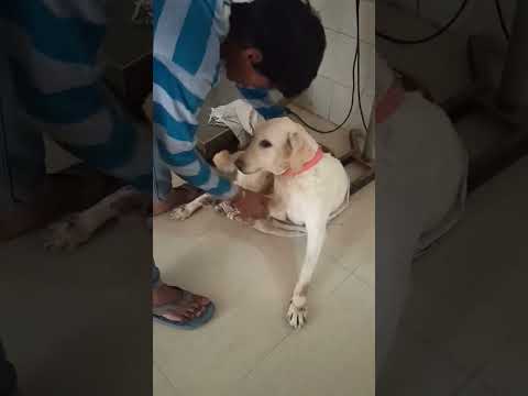 Canine Distemper in Dog