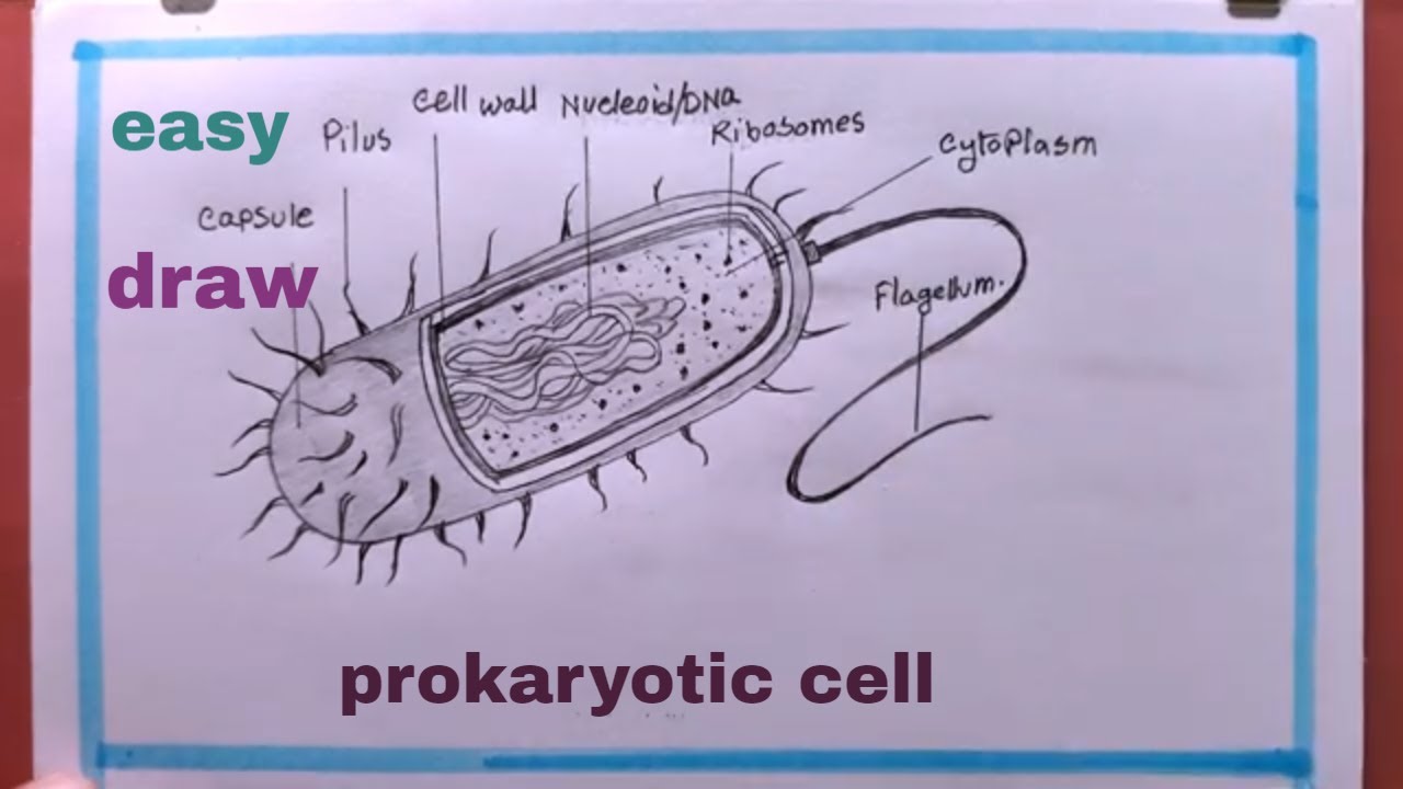 How To Draw Prokaryotic Cell Step By Step/Bacterial Cell Drawing