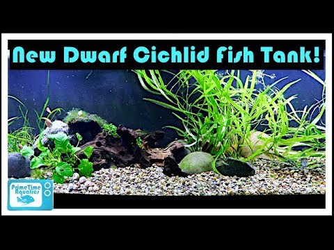 New Planted Fish Tank for Apistogramma Borellii!