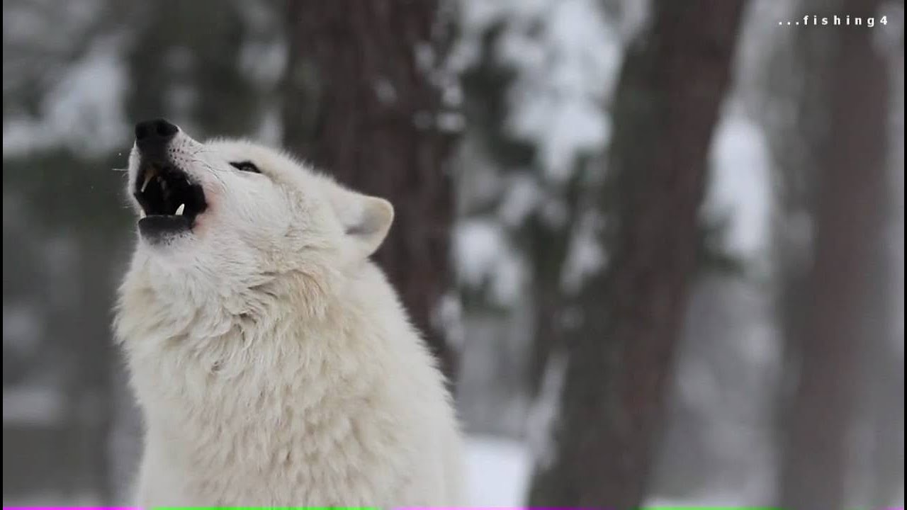 Howling with a Gigantic White Wolf