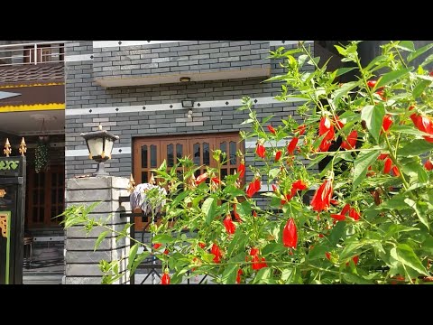 Clusters of Turk's Cap Flowers in front of Different Homes