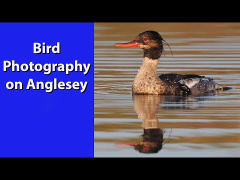 Amazing Birds Caught on Camera in Anglesey! Mostly with the Nikon Z8 and the 180-600mm lens