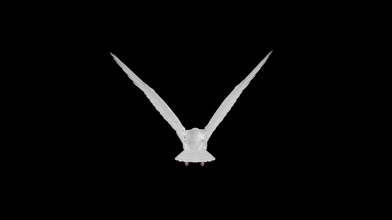 Flying White Dove - Back View - Transparent Loop