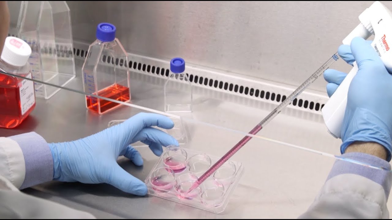 How confident are you in your cell lines?