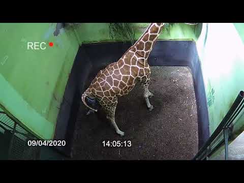 The Baby Giraffe's Name is Corona