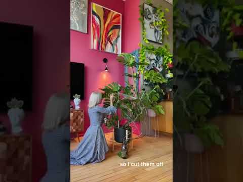 Cutting off aerial roots of my monstera #monsteradeliciosa #houseplants #plantcare