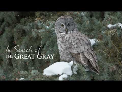 In Search of the Great Gray