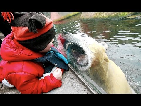 Funny Zoo Animal Surprise Attacks - Funny Animals Compilation