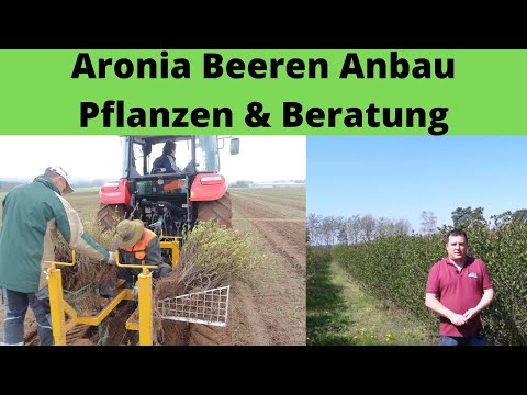 Aronia Beeren Anbau Pflanzen und Beratung