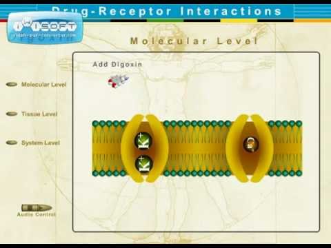 Mekanisme aksi digoksin – Moko Apt