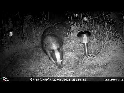 Badger Watch - June 2025