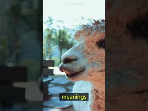 Alpacas: Beyond the Fluff