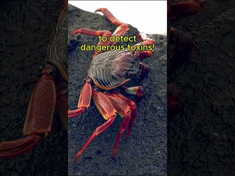 3 Weird Animal Facts You Didnβt Know! ππ΅π¦ #shorts