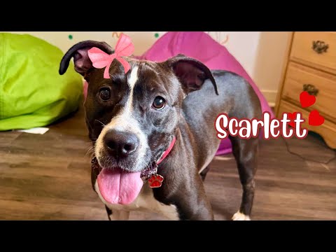 Dog for adoption - Scarlet Sandoval will love your other dogs, a Boxer ...