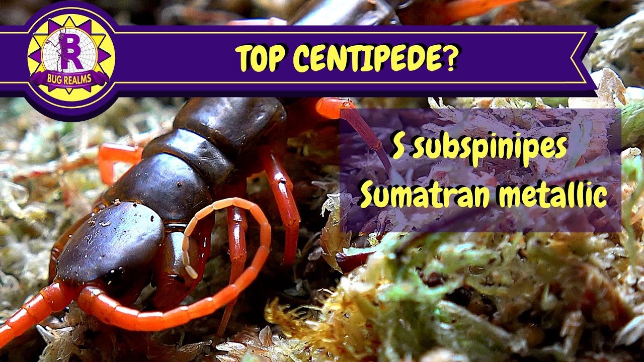 Top CENTIPEDE? Scolopendra subspinipes - Sumatran Metallic Centipede