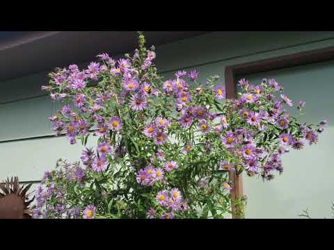 Native asters and goldenrods - beautiful and beneficial