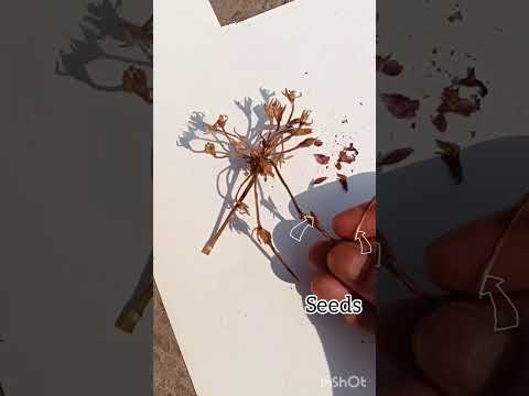 how to collect geranium seeds.#geranium#flowers #flowerseeds #winterfloweringplant#seed #ashortaday