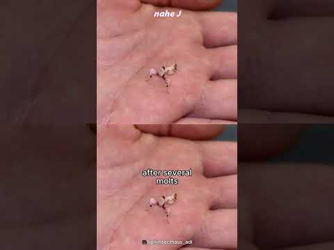 Fascinating Orchid Mantis!