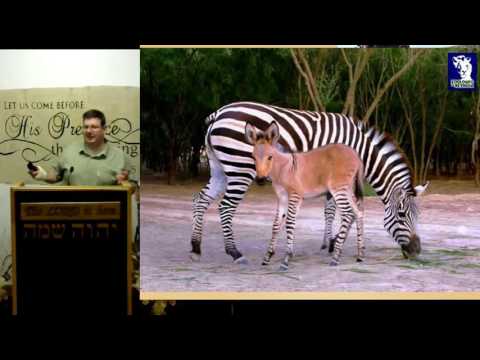 Animals in the Bible - The Donkey