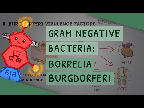 Borrelia burgdorferi (Lyme disease)
