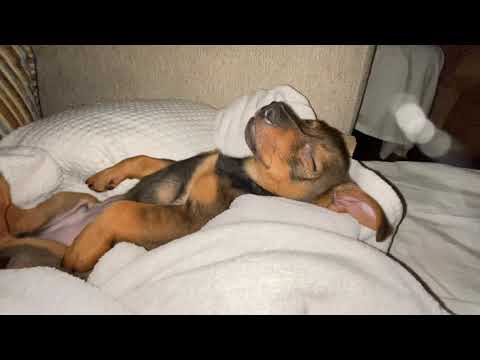 Dorkie ( Yorkie / Dachshund ) puppy sleeping like a Boss
