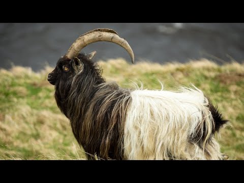 Goats in the Bible and the Origin of the Word ‘Scapegoat.’