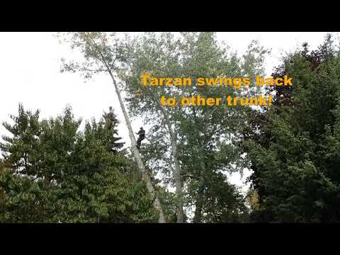 Cut Down 70 foot White Poplar Tree