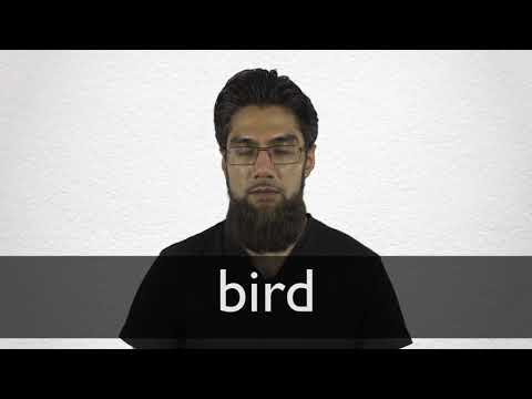How to pronounce BIRD in British English