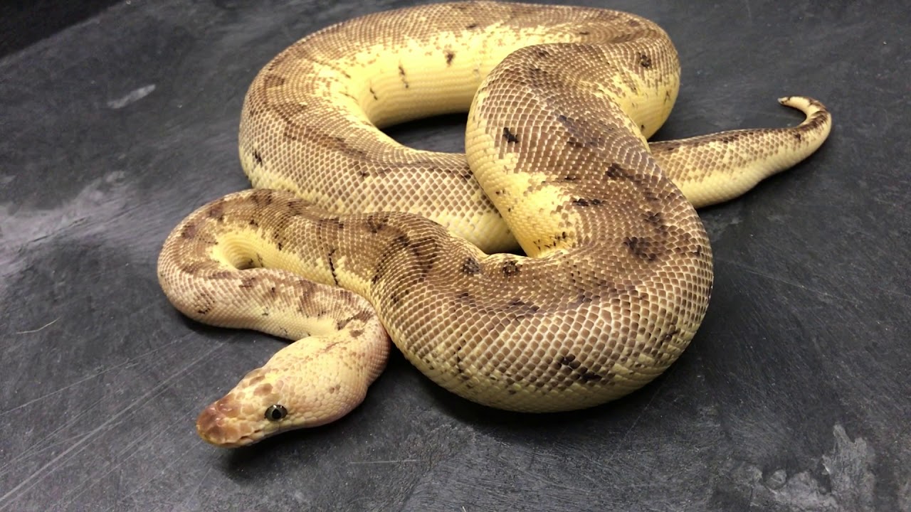 Ball Python Morphs #14-  Clowns Part 1