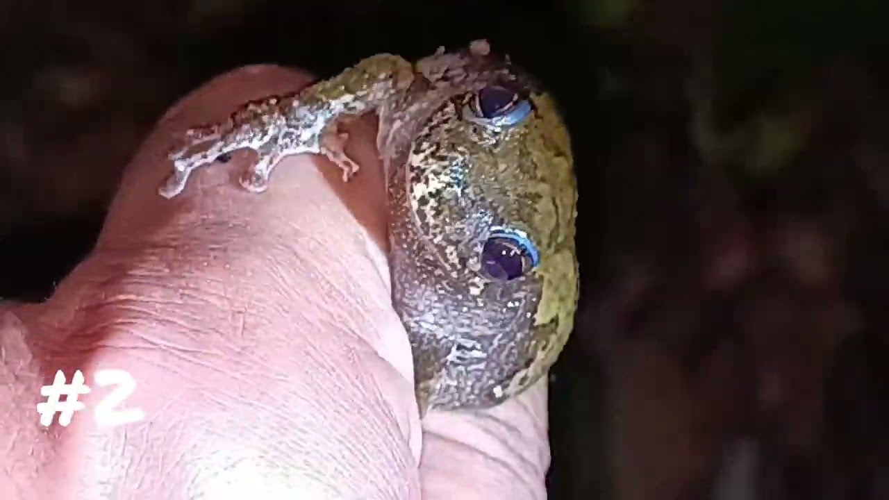 Spotlight on Copes Gray Tree Frog