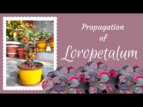 Propagation of Plant Loropetalum. #loropetalum #propagation #gardentips