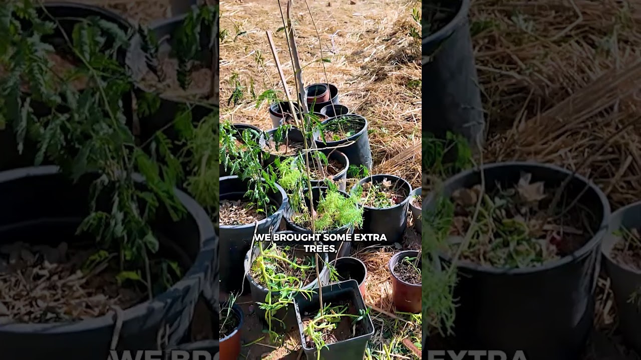 Transforming Monoculture Olives into a Biodiverse Forest at Jerash University #permaculture